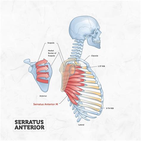 Anatomyserratusanterior Medizinische Zusammensetzung Mit