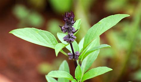 শ্রীকৃষ্ণের একনিষ্ট ভক্ত 🌹🌹ভগবান শ্রীকৃষ্ণ শ্রীমদভগবত গীতায় অত্যন্ত সহজ সরল পন্থায় তাঁর