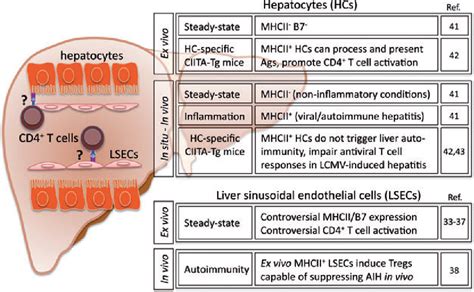 Role Of Major Histocompatibility Complex Class Ii Expression By Non