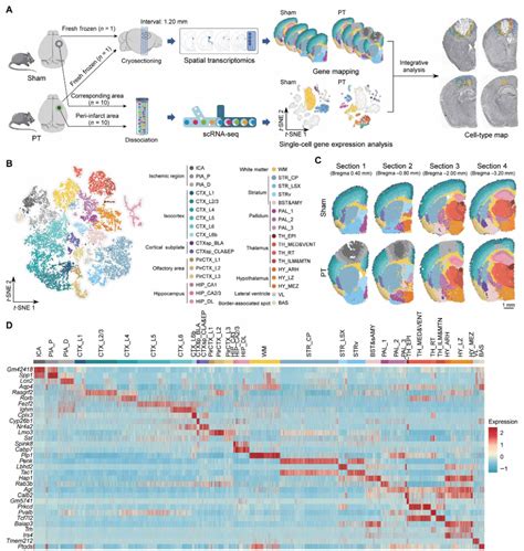 Sci Transl Med 10x单细胞 空间转录组测序助力脑卒中治疗靶点开发 云准医药科技（上海）有限公司