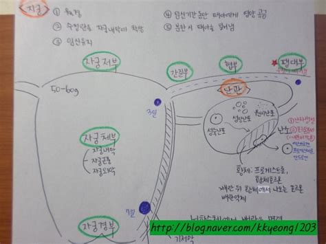여성 생식기관 여성 내부생식기 ★ 질 자궁 난관 난소의 특징과 기능 네이버 블로그