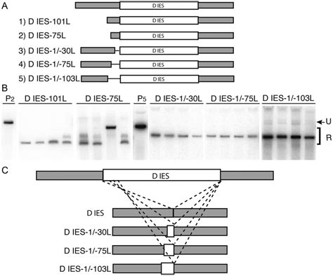 Sequences Flanking The D Ies Position Its Excision Boundaries A