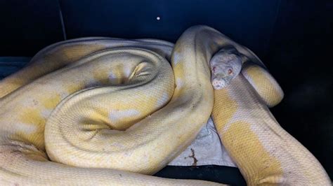 A 16 Foot Reticulated Python Was Rescued In Austin Texas After Being Missing For Months Cnn