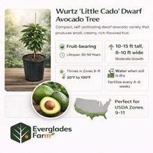 Wurtz Or Little Cado Dwarf Avocado Tree Everglades Farm