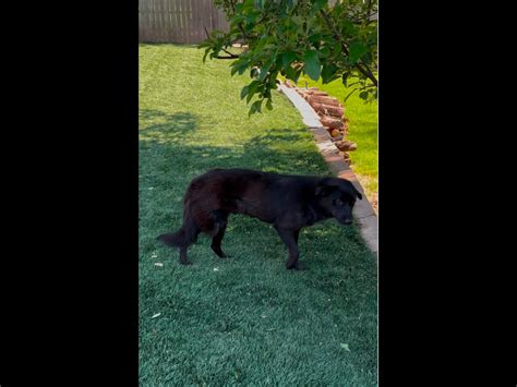 Noahs Hope Animal Rescue Noahs Hope Animal Rescue