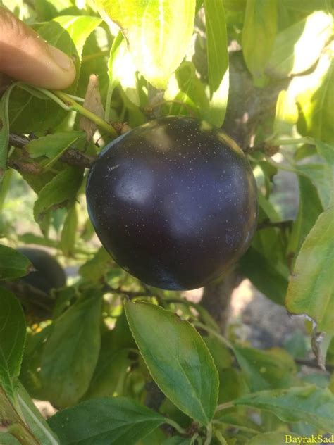 Бербанк Гигант (Berbank Giant) — BayrakSad (БайракСад)