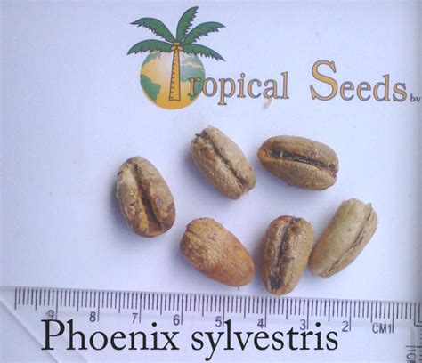 Phoenix Silvestris Seeds