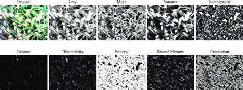 Eight Texture Feature Maps Of Gray Level Co Occurrence Matrix From Rgb