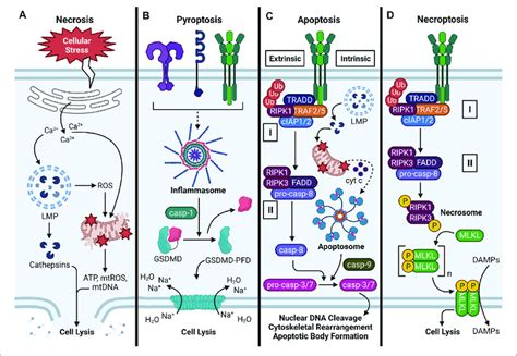 Major Cell Death Pathways Induced By Particles A Overview Of