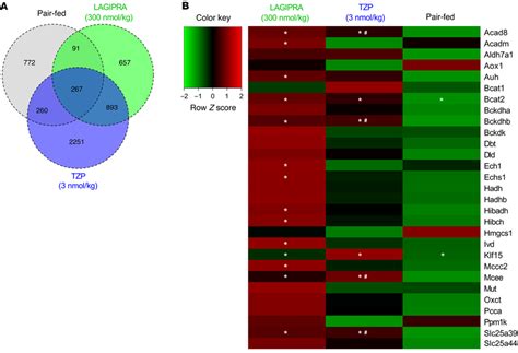 Tirzepatide And Gipr Agonism Induced Bcaa Catabolic Gene Expression In Download Scientific