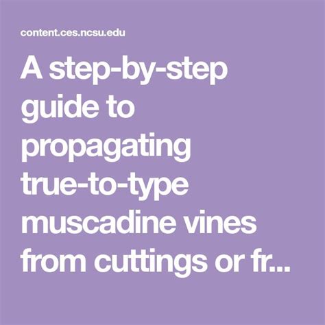 A Step By Step Guide To Propagating True To Type Muscadine Vines From