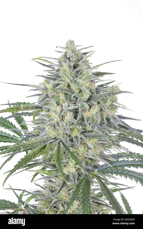 Cannabis Indica Flower