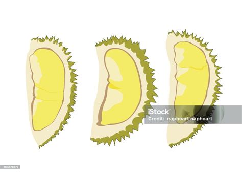 두리안 과일 색상 노란색과 흰색 배경 그림 벡터에 익은 두리안 조각 개념에 대한 스톡 벡터 아트 및 기타 이미지 개념 개체 그룹 과일 Istock