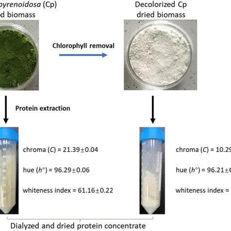 Schematic Of Microalgae Protein Potential Applications In Foods Download Scientific Diagram