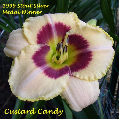 Woodcrest Daylilies Llc Custard Candy 1999 Stout Silver Medal Winner