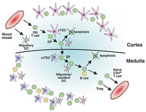 Mhc Class Ii Presentation In Autoimmunity