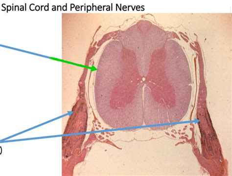 Nervous Tissue Microscopic Flashcards Quizlet