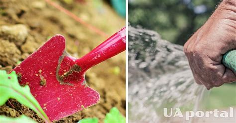 Як поливати рослини в саду садівники назвали способи ефективного поливу влітку