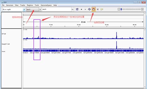 Chip Seq Dap Seq Atac Seq Cutandtag结果可视化 Igv使用攻略 武汉爱基百客生物科技有限公司