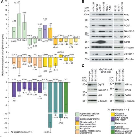 Figure 4 From Disseminated Tumor Cells Persist In The Bone Marrow Of