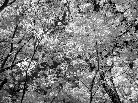 무료 이미지 나무 분기 검정색과 흰색 사진술 잎 봄 식물학 단색화 플로라 시즌 벚꽃 흑백 사진 우디 식물 4416x3312 284689