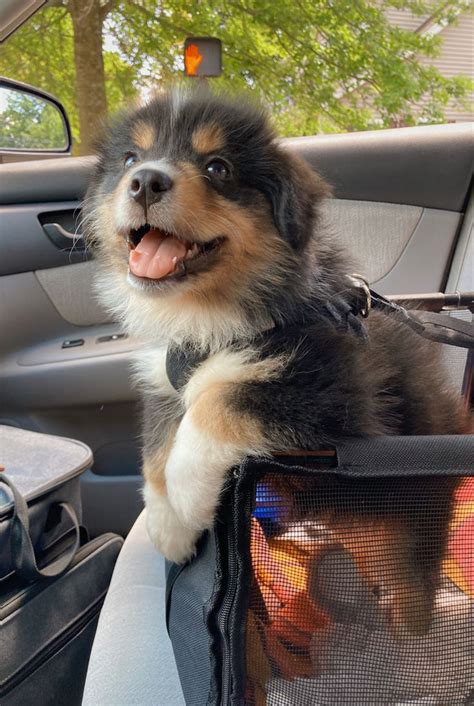 Black Tri Mini Aussie