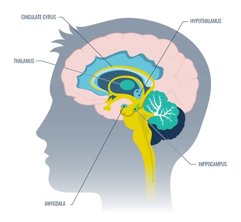 Neo Cortex And Limbic System