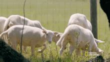 Sheep Herding S Tenor