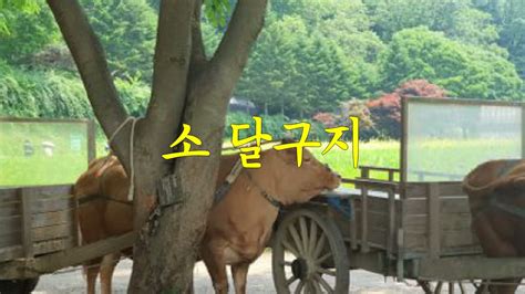 소 달구지 10번 듣기 Youtube