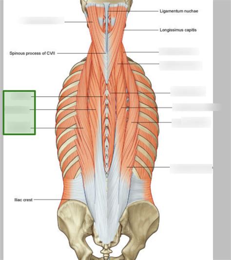 Erector Spinae Diagram Quizlet