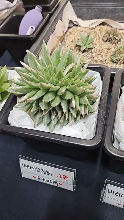 충주 대한민국 다육식물 박람회 왔어요 Youtube