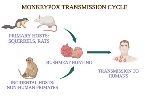 Zoonotic Diseases Classification Causes Prevention Control