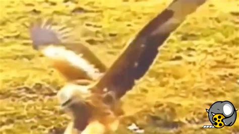 واکنش گربه کاراته باز😱 فیلو