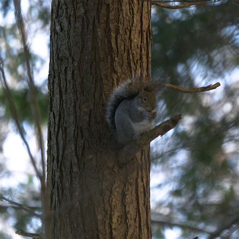 Shrapnel Warning Scrolller