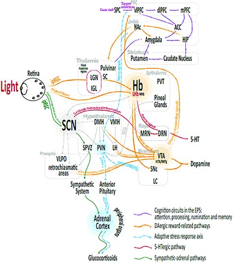 Light Responsive Pathways For Emotional Regulation Download Scientific Diagram
