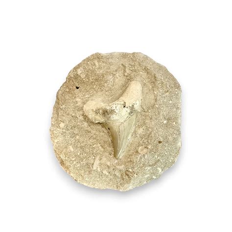Otodus Shark Tooth In Matrix Each Craftstones