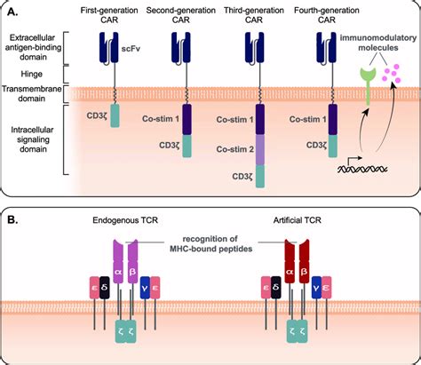 Artificial Receptors A Car Encompass An Extracellular Download
