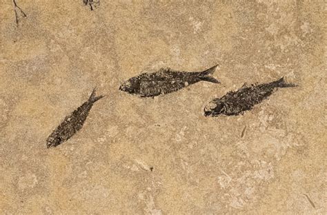 Fossil Walls And Fossil Tile Custom Interiors Natural Fossil Art