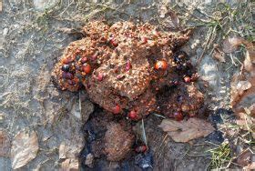 Bear Scat Identification 101 Outdoor Life