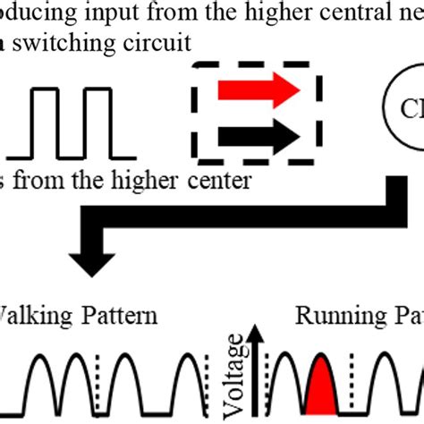 Diagram Of The Cpg Model Cpg Central Pattern Generator Download