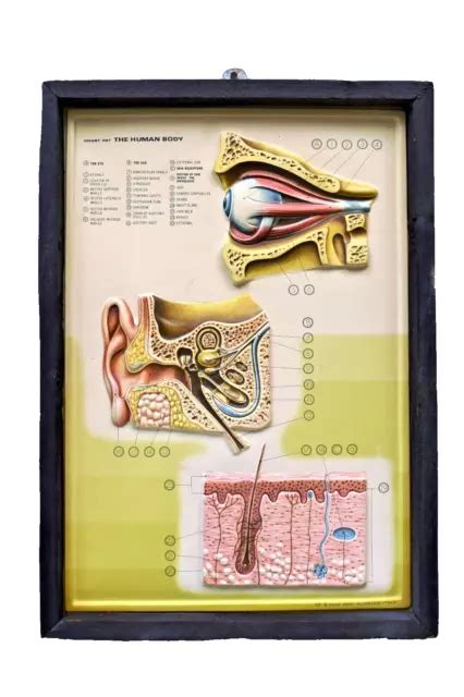 Antique Human Body Anatomy Chart Anatomical Raised Nova Rico Florence Italy 2 £25223 Picclick Uk