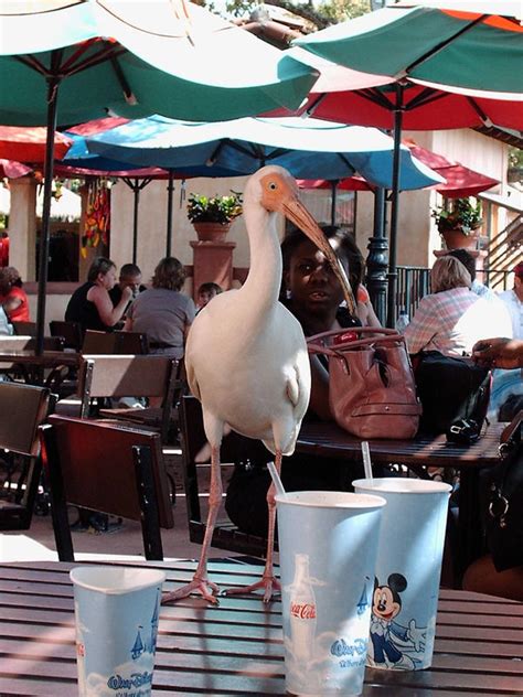 Sexy Bird By Smezz On Deviantart