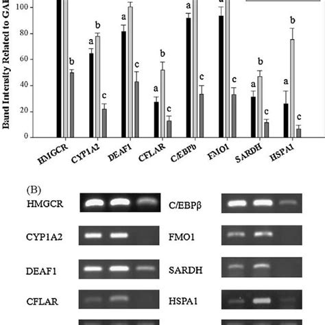 Semiquantitative Reverse Transcription Pcr Rt Pcr Semiquantitative Download Scientific