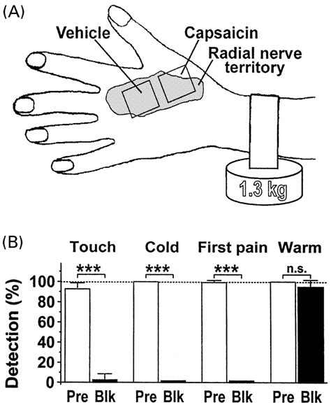 Effects Of Selective A Fibre Conduction Blockade In Normal Versus