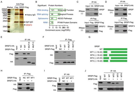Srsp Interacts With The Splicing Factor Srsf3 A Proteins That Download Scientific Diagram