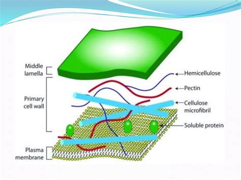 Plant Cell Wall Structure And Composition Pptx