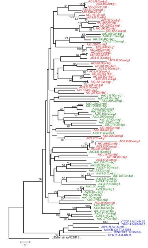 Neighbor Joining Phylogeny Of Ncr Protein Sequences Download