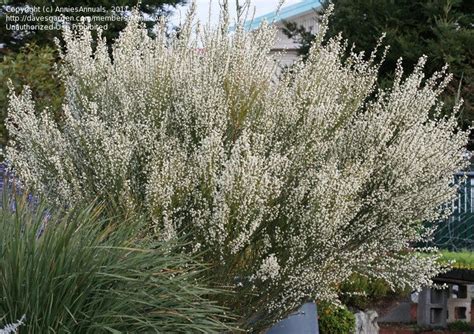 Cytisus Multiflorus Alchetron The Free Social Encyclopedia