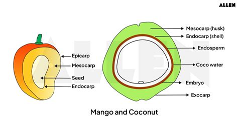 True Fruit Classification And Faqs
