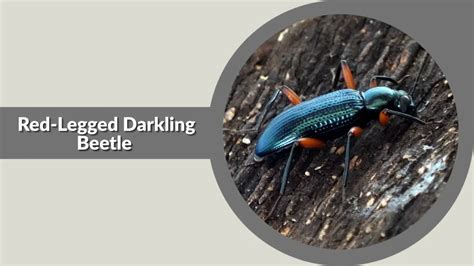 23 Types Of Darkling Beetle Identification With Pictures